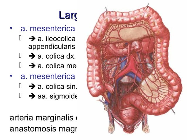 Arteries of human body - Arterije tela | PPT