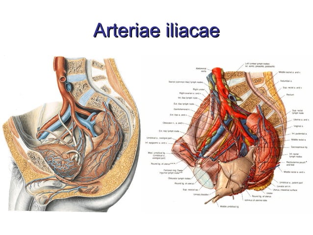 Arteries of human body - Arterije tela | PPT
