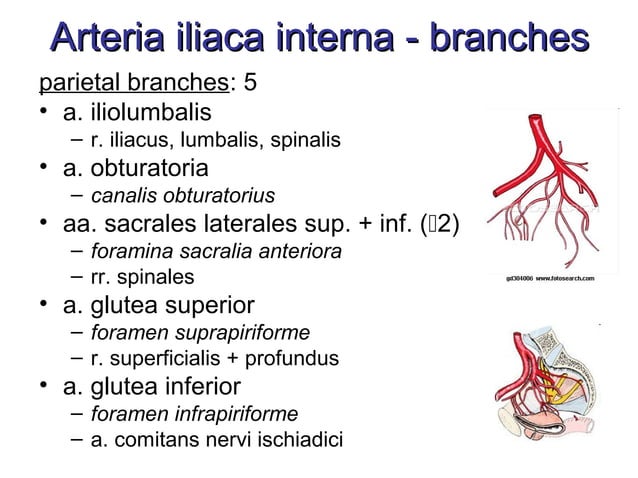 Arteries of human body - Arterije tela | PPT