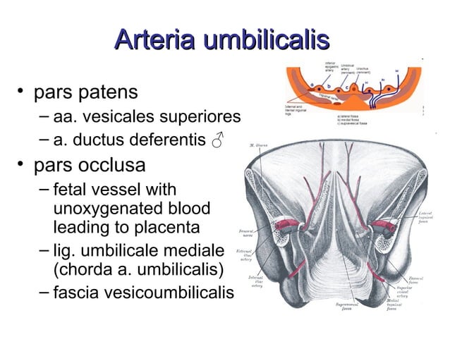 Arteries of human body - Arterije tela | PPT