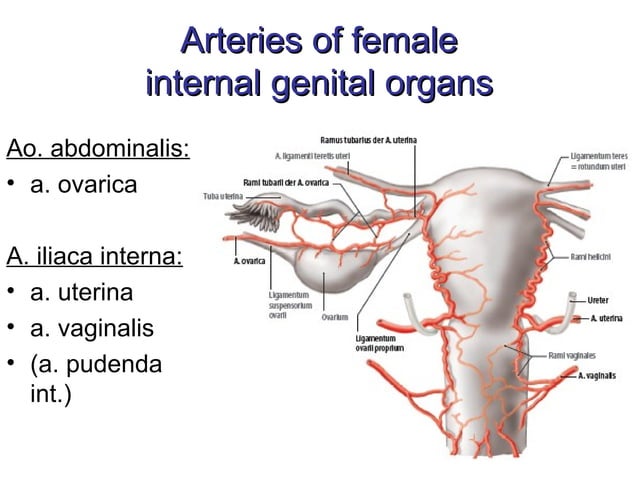 Arteries of human body - Arterije tela | PPT