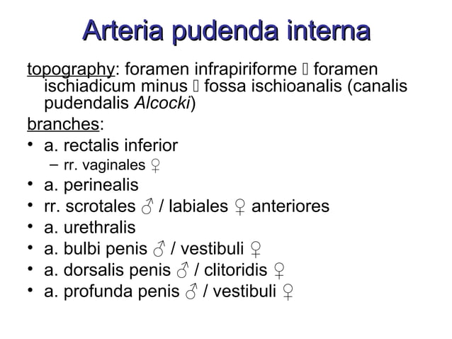 Arteries of human body - Arterije tela | PPT