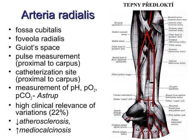 Arteries of human body - Arterije tela | PPT