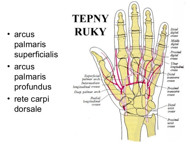 Arteries of human body - Arterije tela