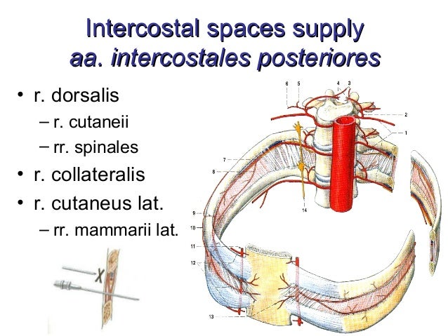 Arteries of human body - Arterije tela