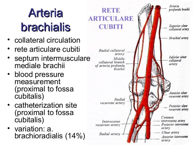 Arteries of human body - Arterije tela