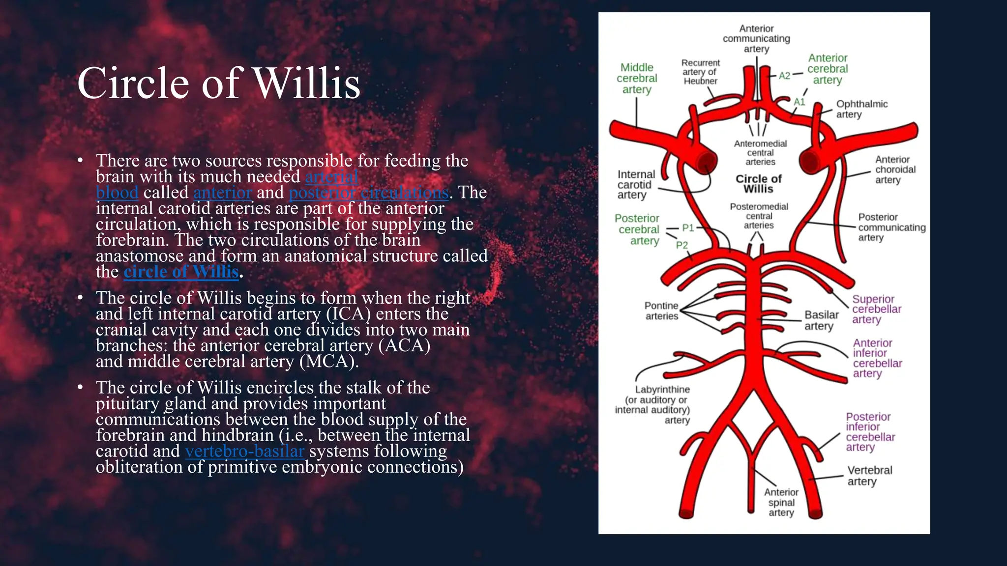 arteries.pptx