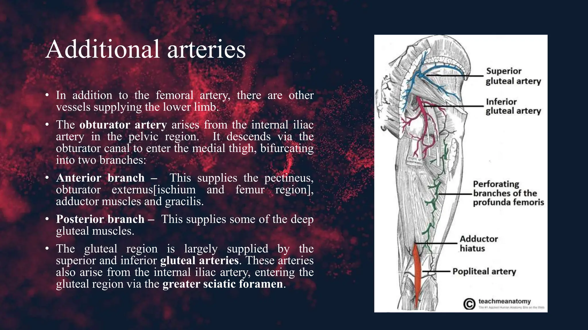 arteries.pptx