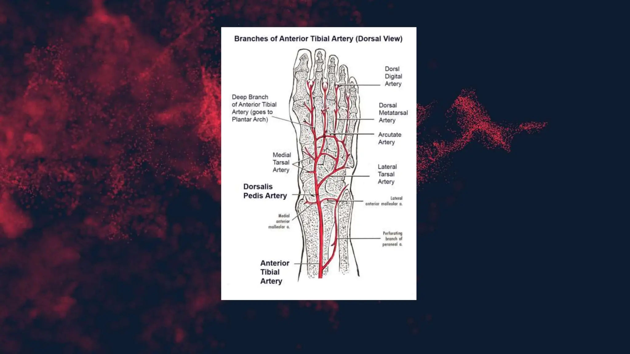 arteries.pptx