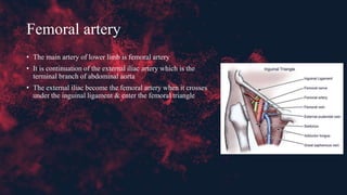 arteries.pptx