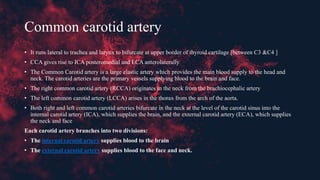 arteries.pptx
