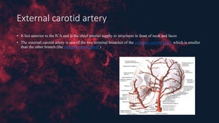 arteries.pptx