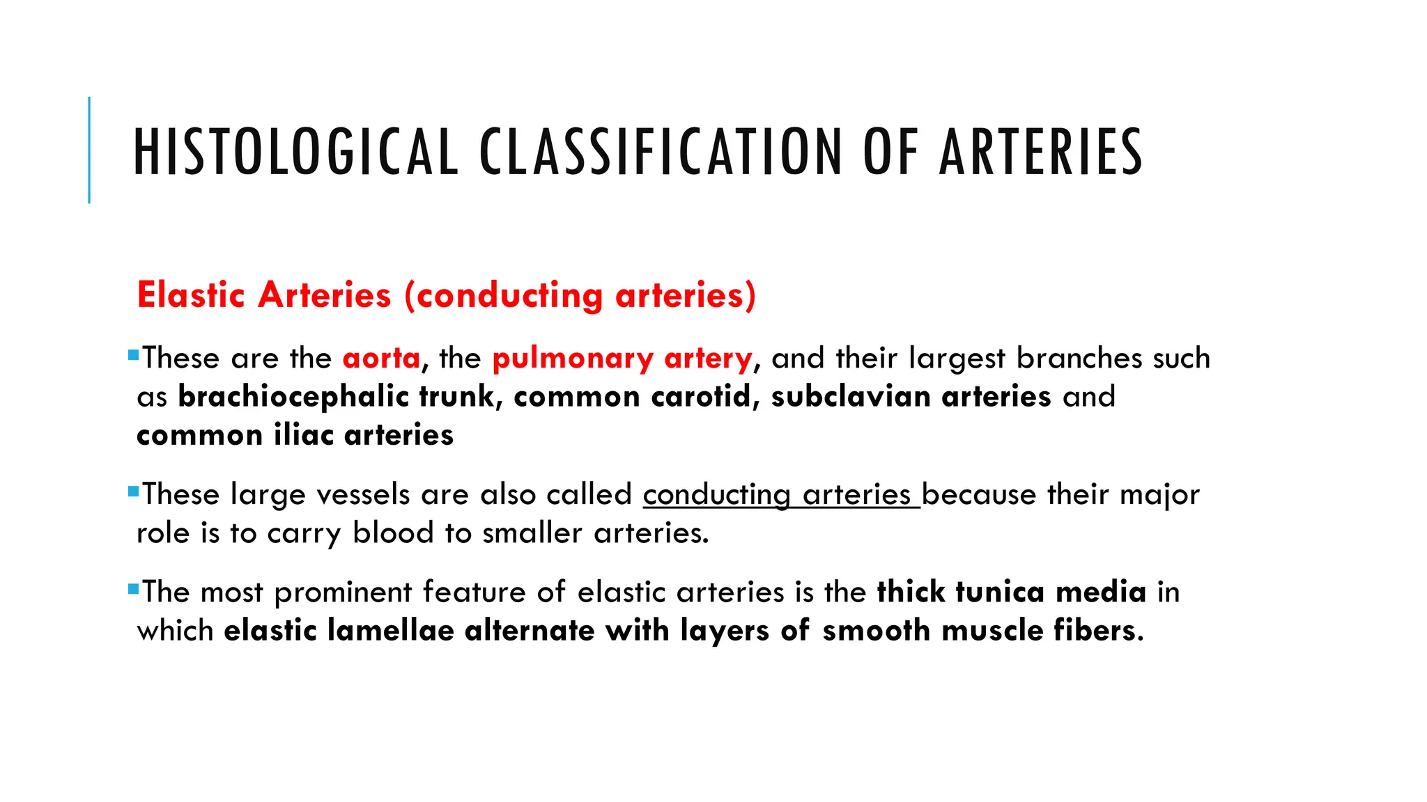 Arteries and Veins of the Thoracic Cavity 2024.pdf