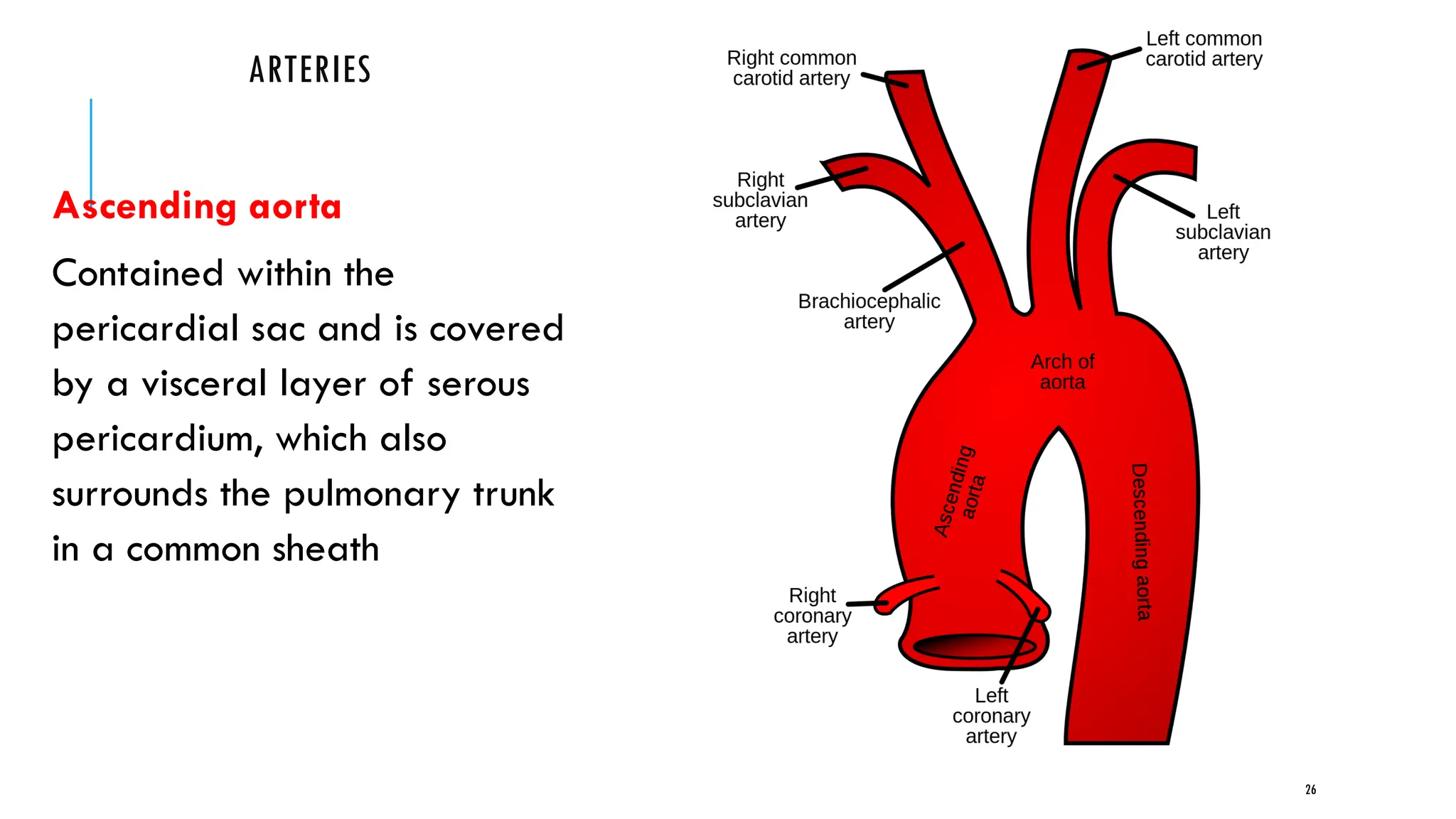 Arteries and Veins of the Thoracic Cavity 2024.pdf