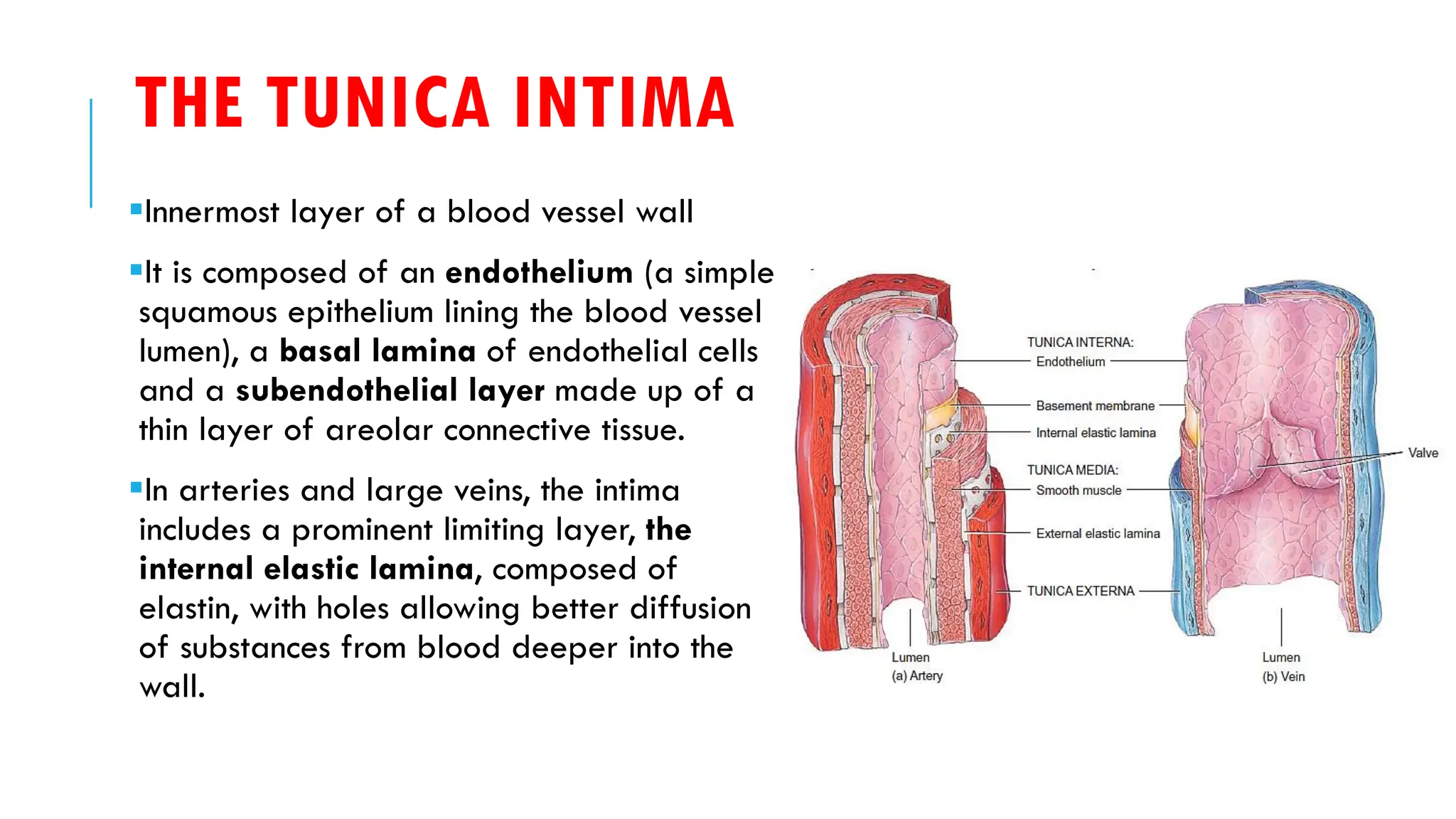 Arteries and Veins of the Thoracic Cavity 2024.pdf