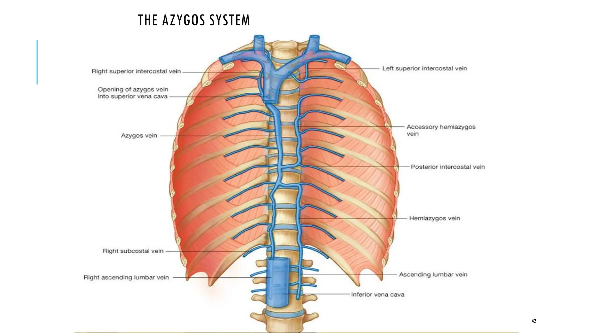 Arteries and Veins of the Thoracic Cavity 2024.pdf