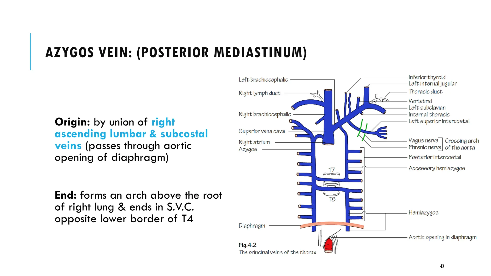 Arteries and Veins of the Thoracic Cavity 2024.pdf