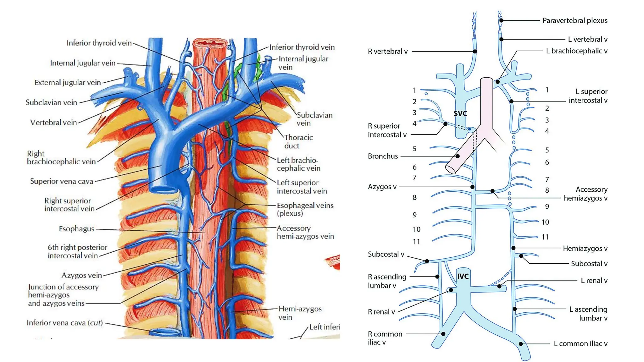 Arteries and Veins of the Thoracic Cavity 2024.pdf