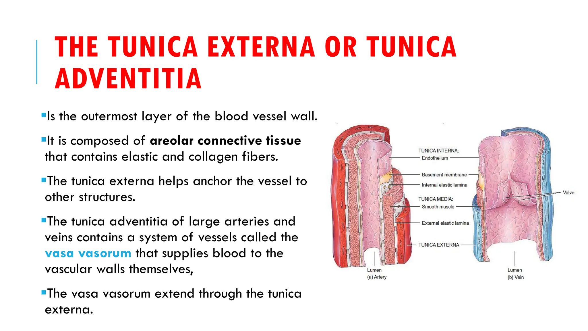 Arteries and Veins of the Thoracic Cavity 2024.pdf