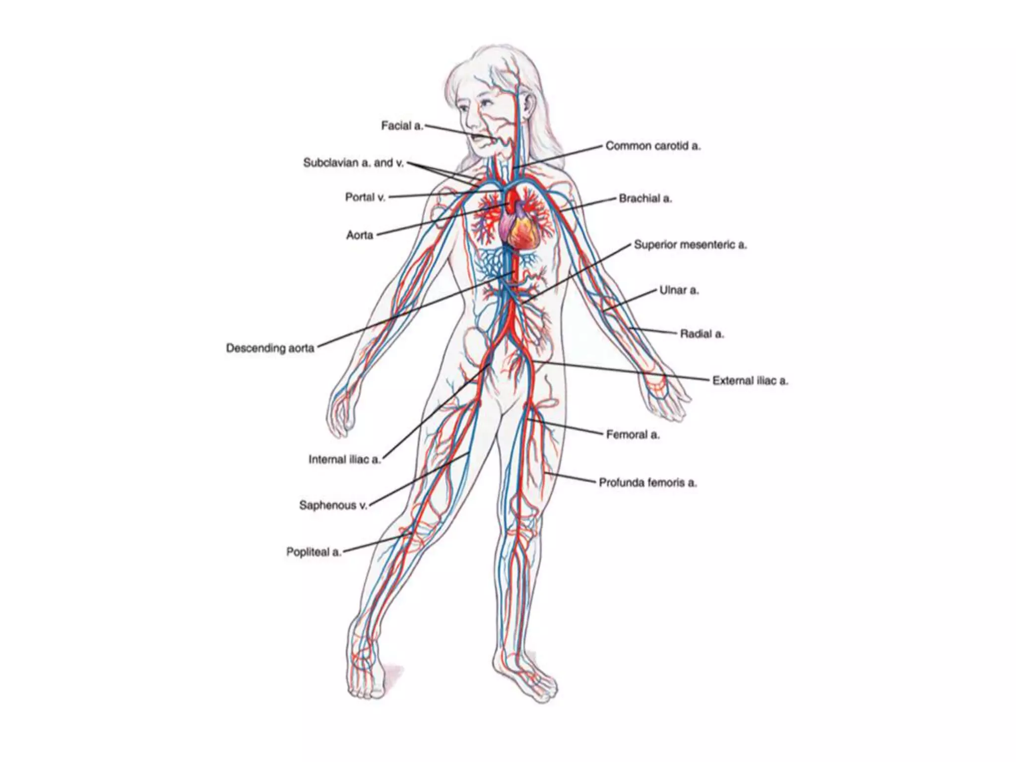 Arteries capillaries veins | PPTX