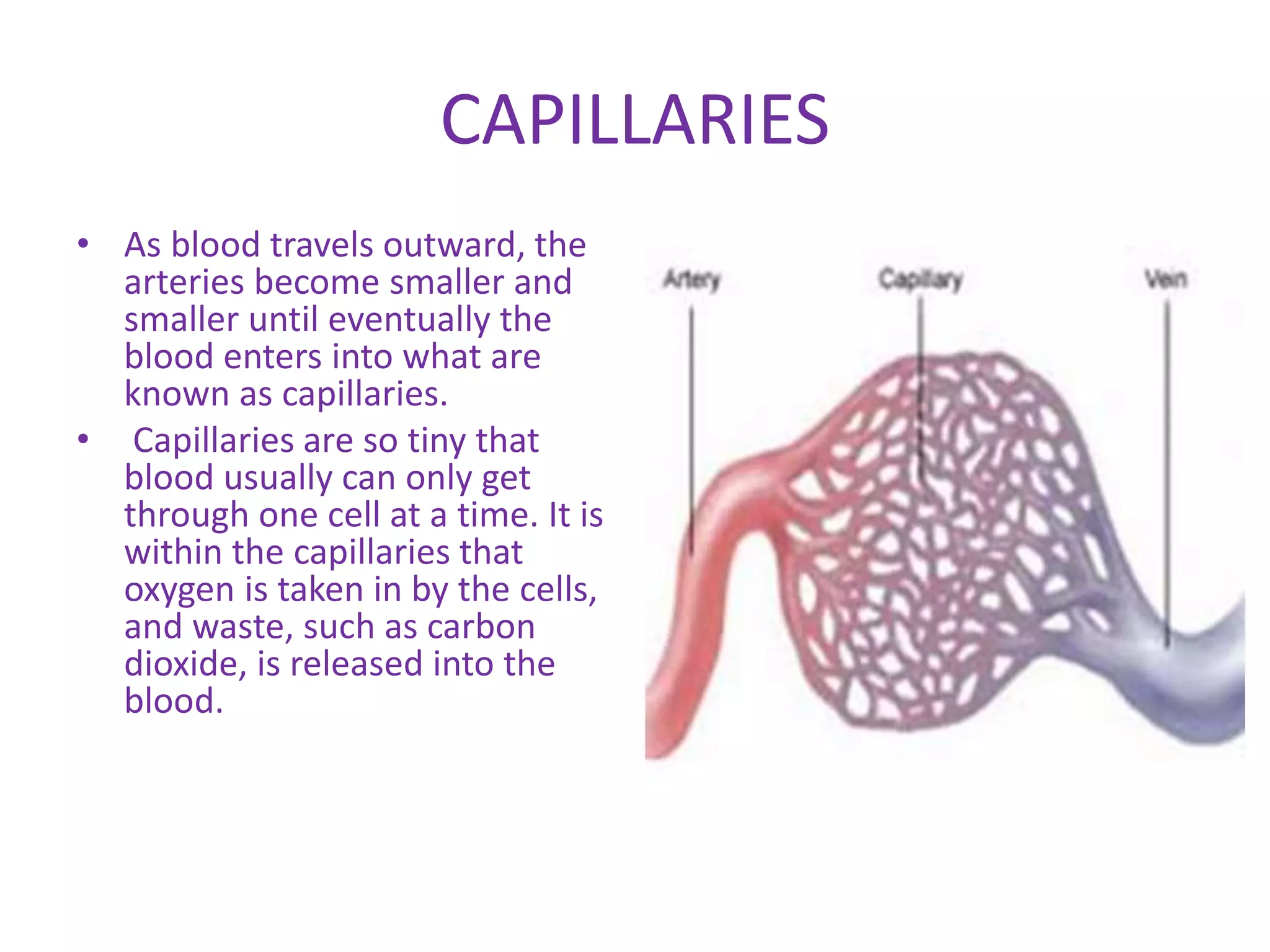 Arteries capillaries veins | PPTX
