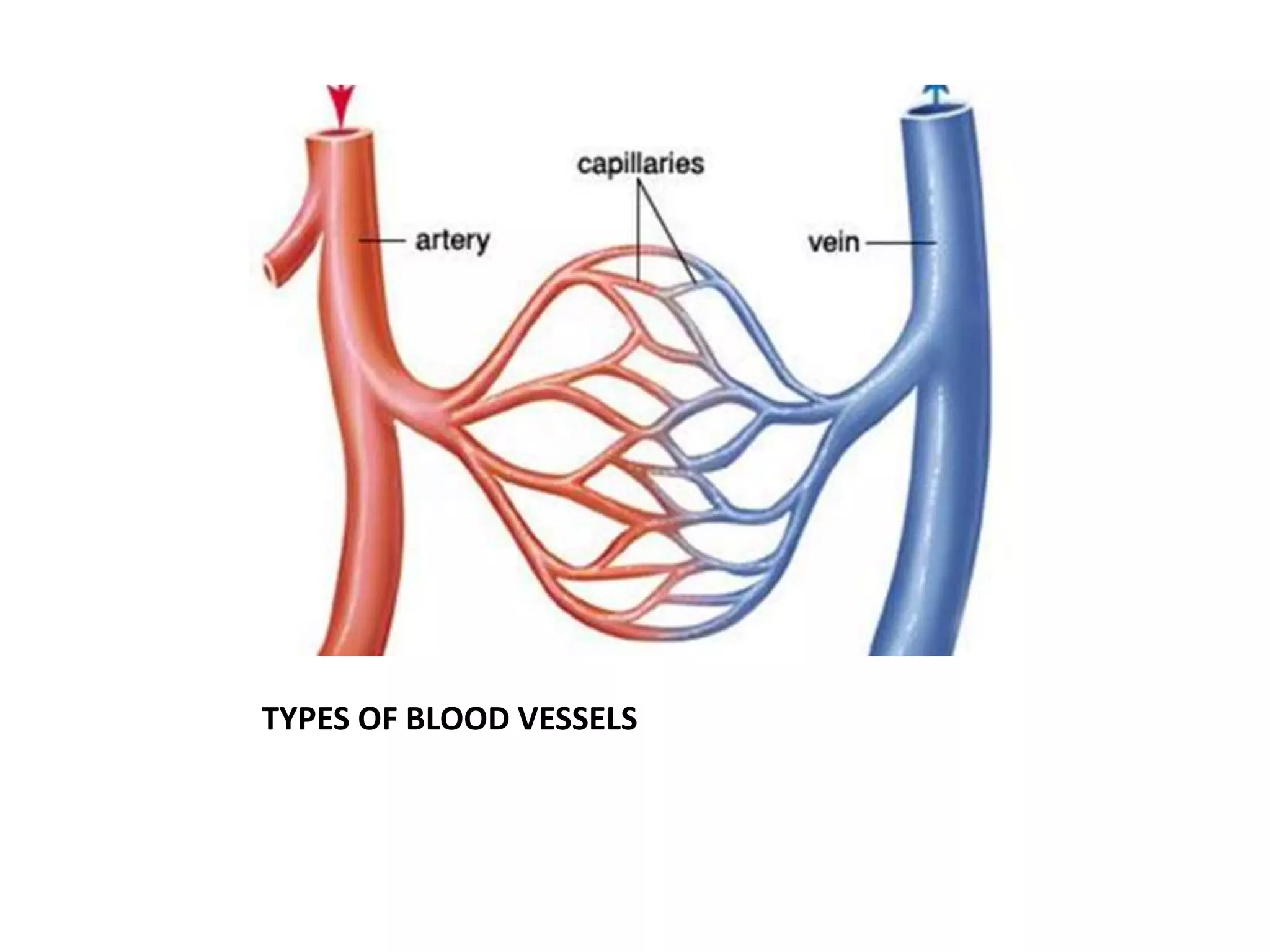 Arteries capillaries veins | PPTX