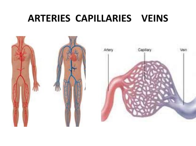 Arteries capillaries veins | PPTX