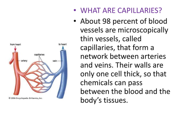 Arteries capillaries veins | PPTX