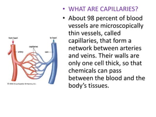 Define Capillaries