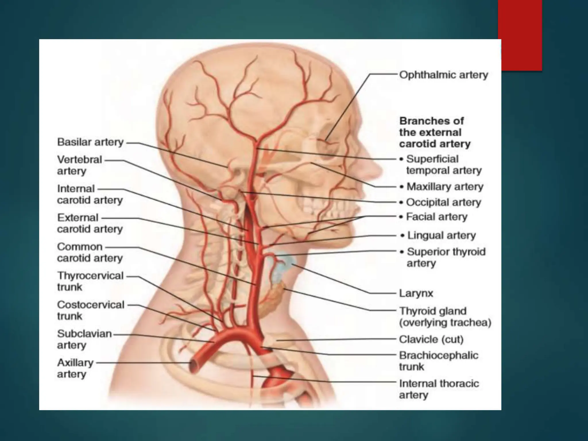 Arteries of Head and Neck anatomy and physiology | PPTX