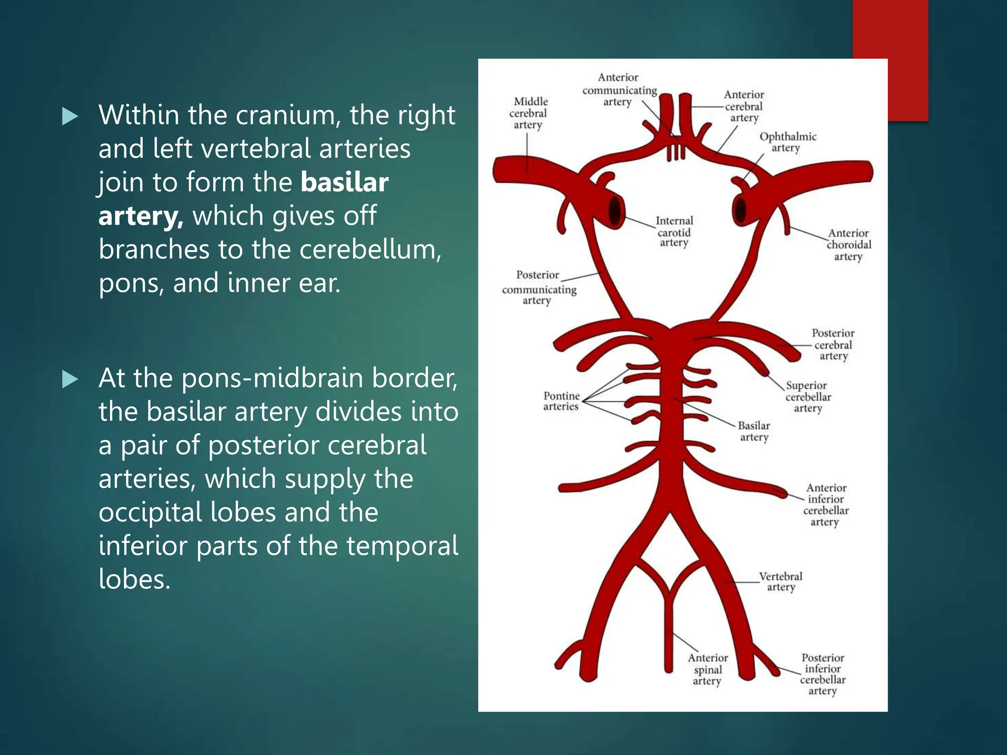 Arteries of Head and Neck anatomy and physiology | PPTX