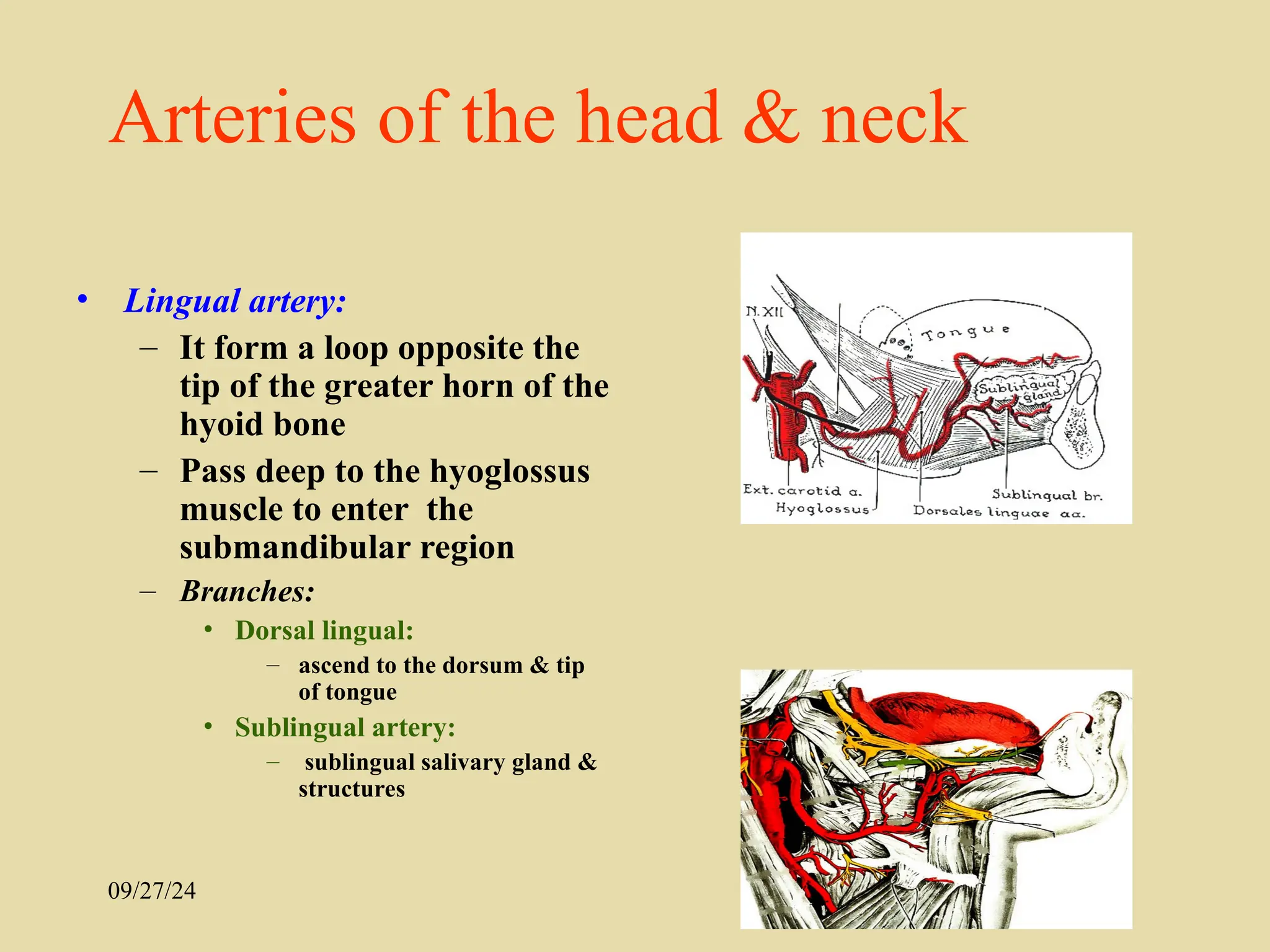 Anatomy of arteries of head and neck.ppt | Thyroid Disorders ...