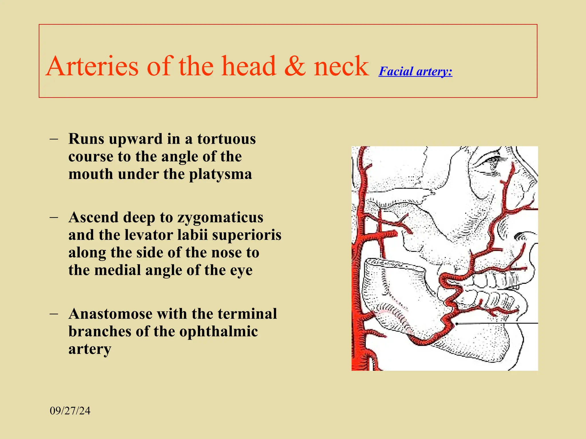 Anatomy of arteries of head and neck.ppt