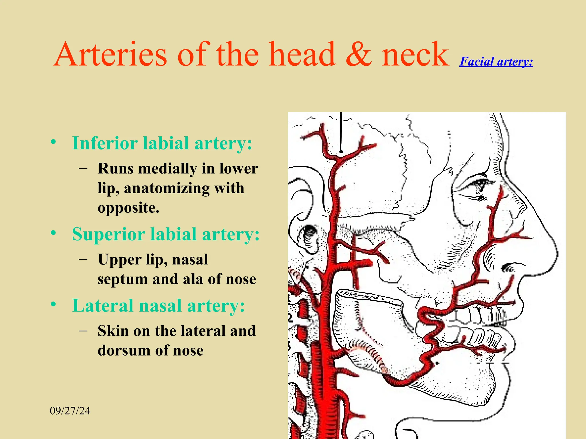 Anatomy of arteries of head and neck.ppt