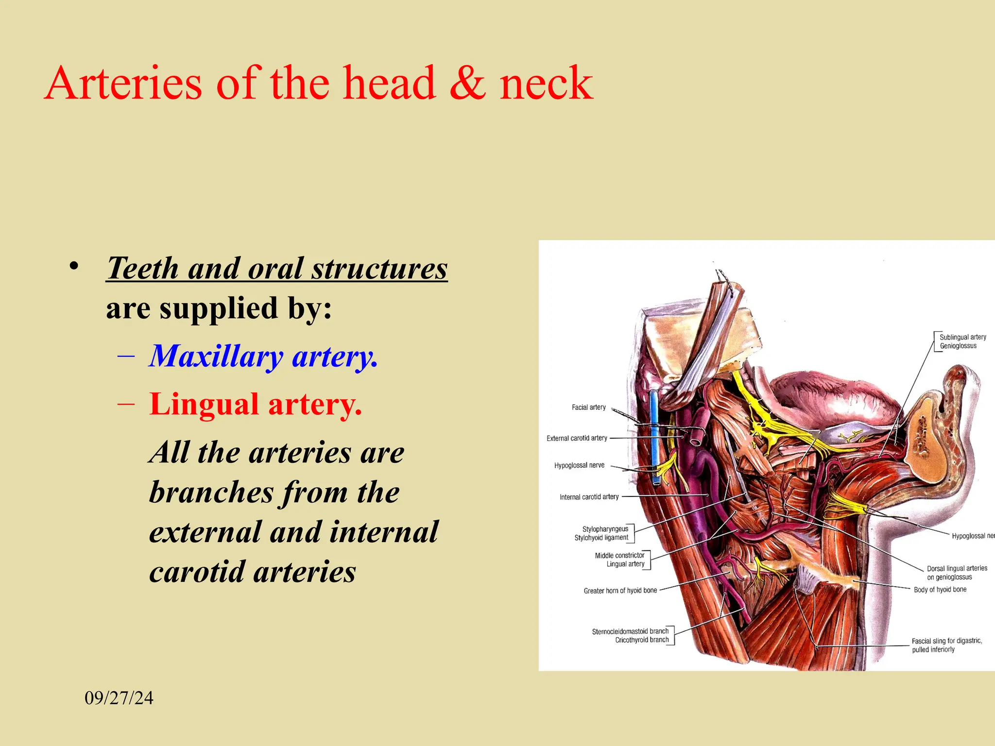 Anatomy of arteries of head and neck.ppt