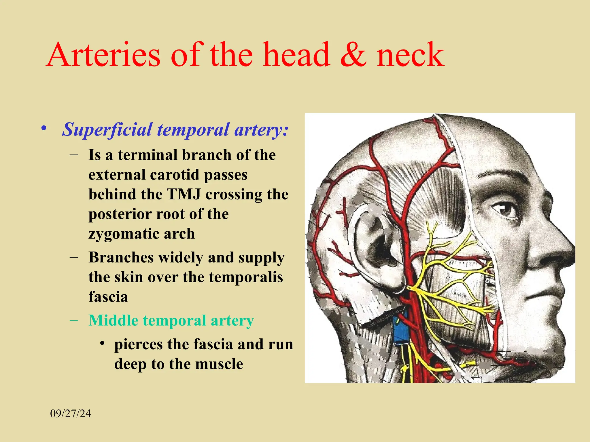 Anatomy of arteries of head and neck.ppt
