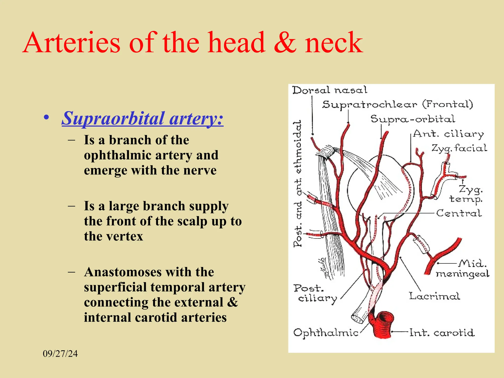 Anatomy of arteries of head and neck.ppt