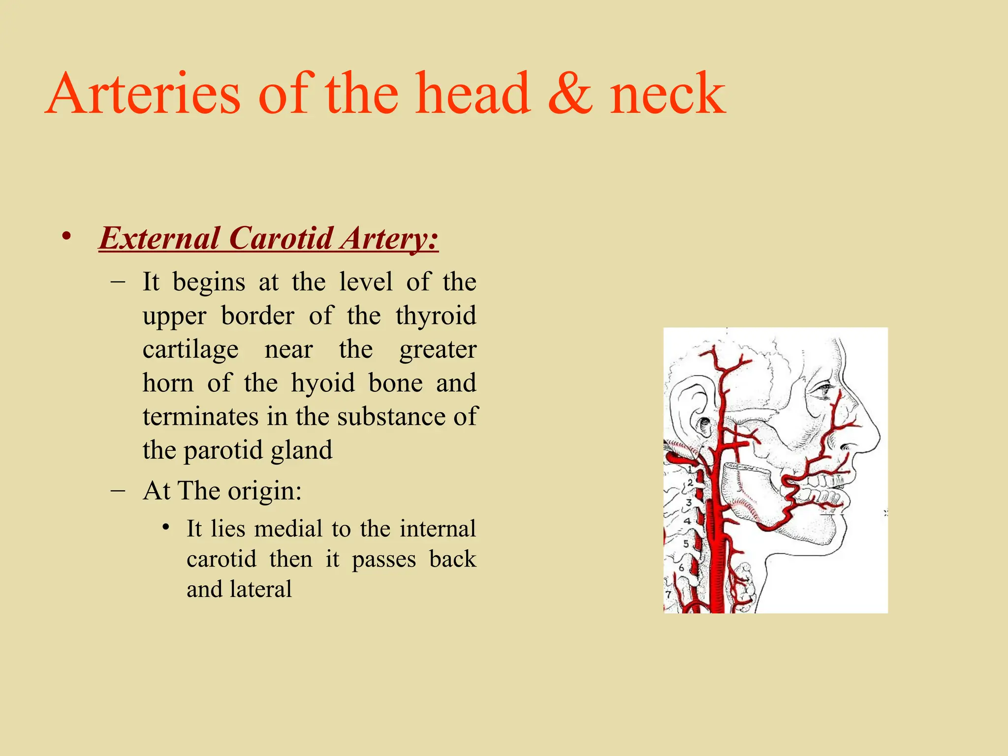 Anatomy of arteries of head and neck.ppt