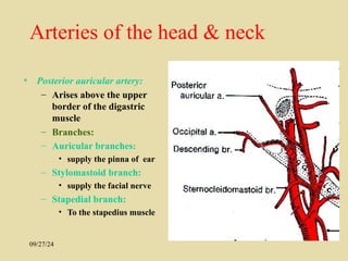 Anatomy of arteries of head and neck.ppt