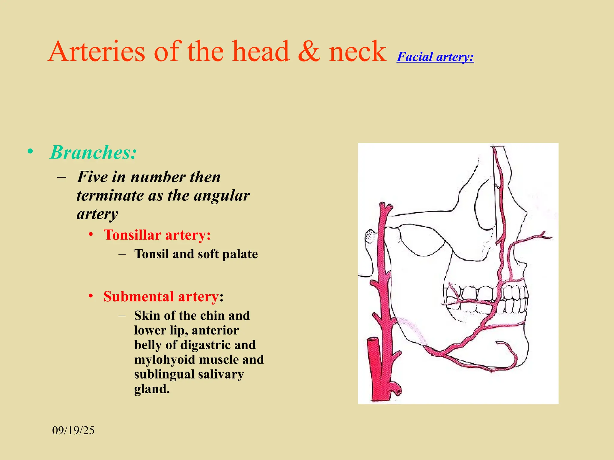 anatomy of Arteries of head and neck.ppt