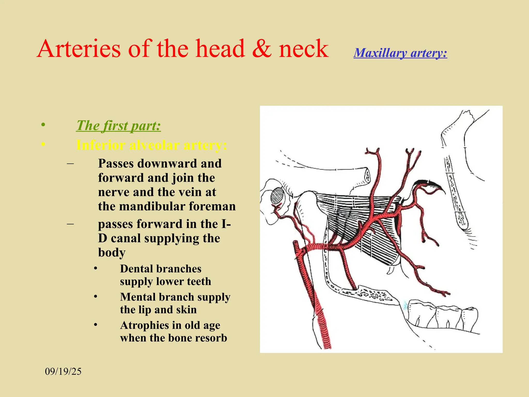 anatomy of Arteries of head and neck.ppt