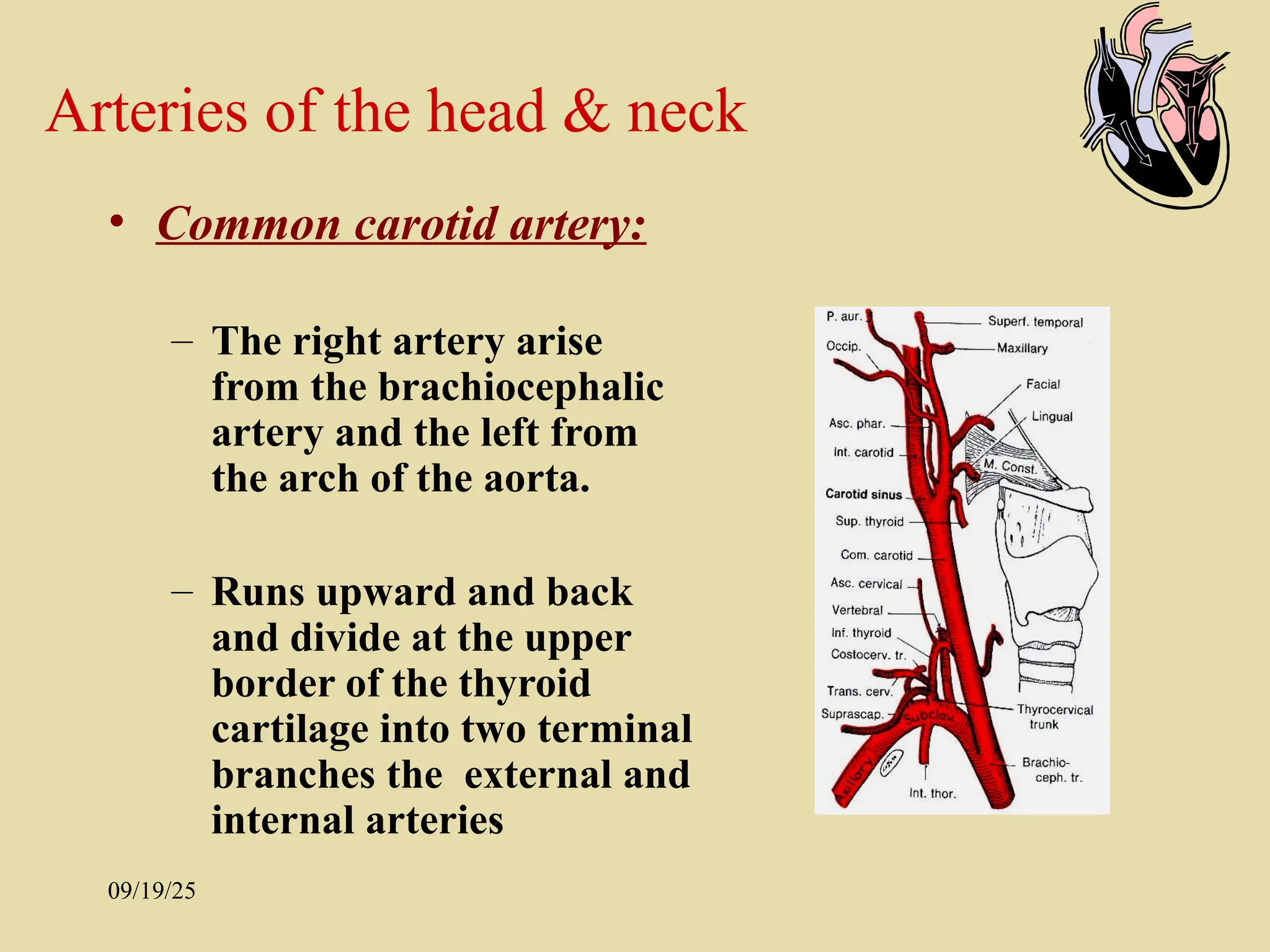 anatomy of Arteries of head and neck.ppt