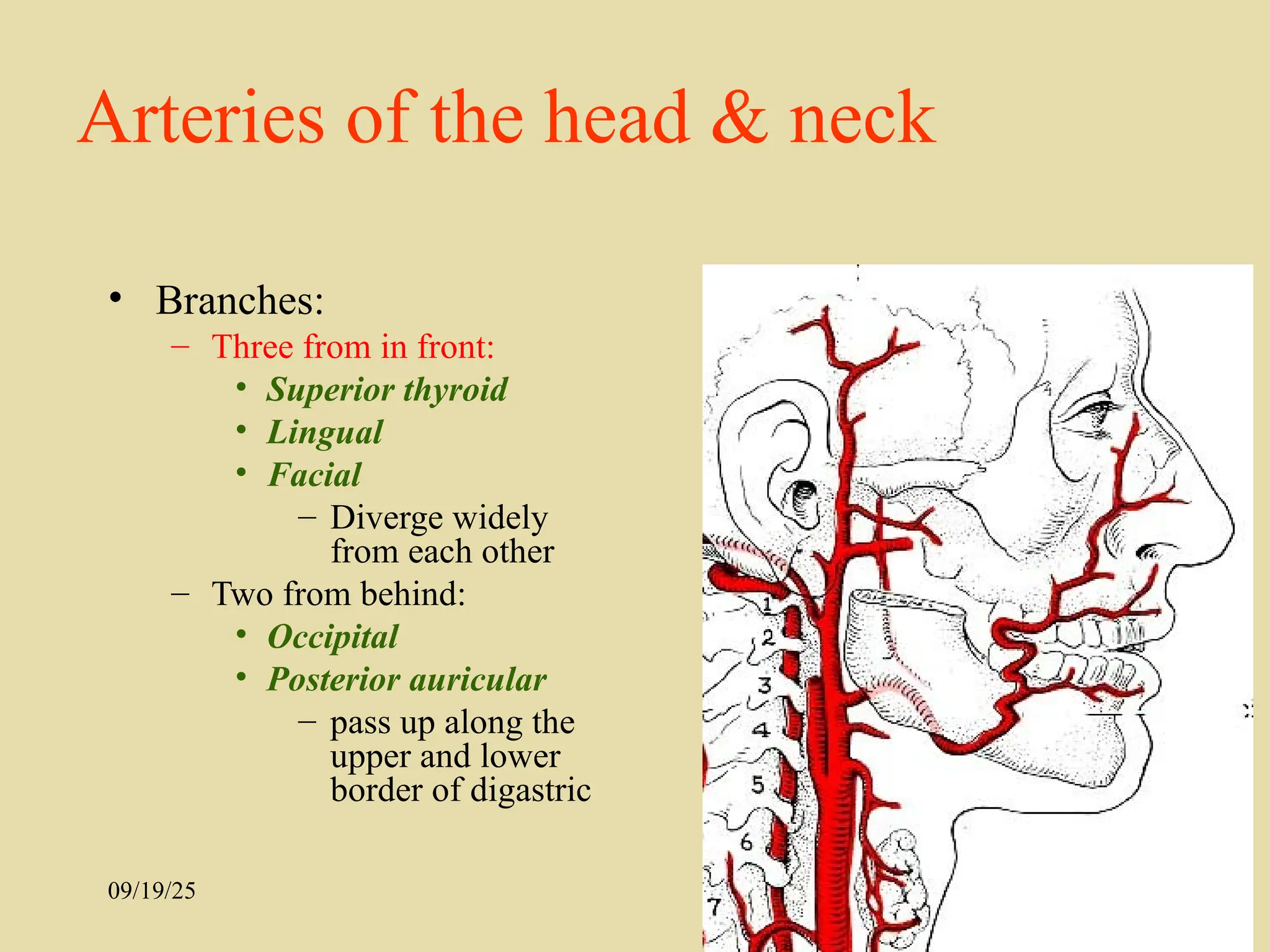 anatomy of Arteries of head and neck.ppt