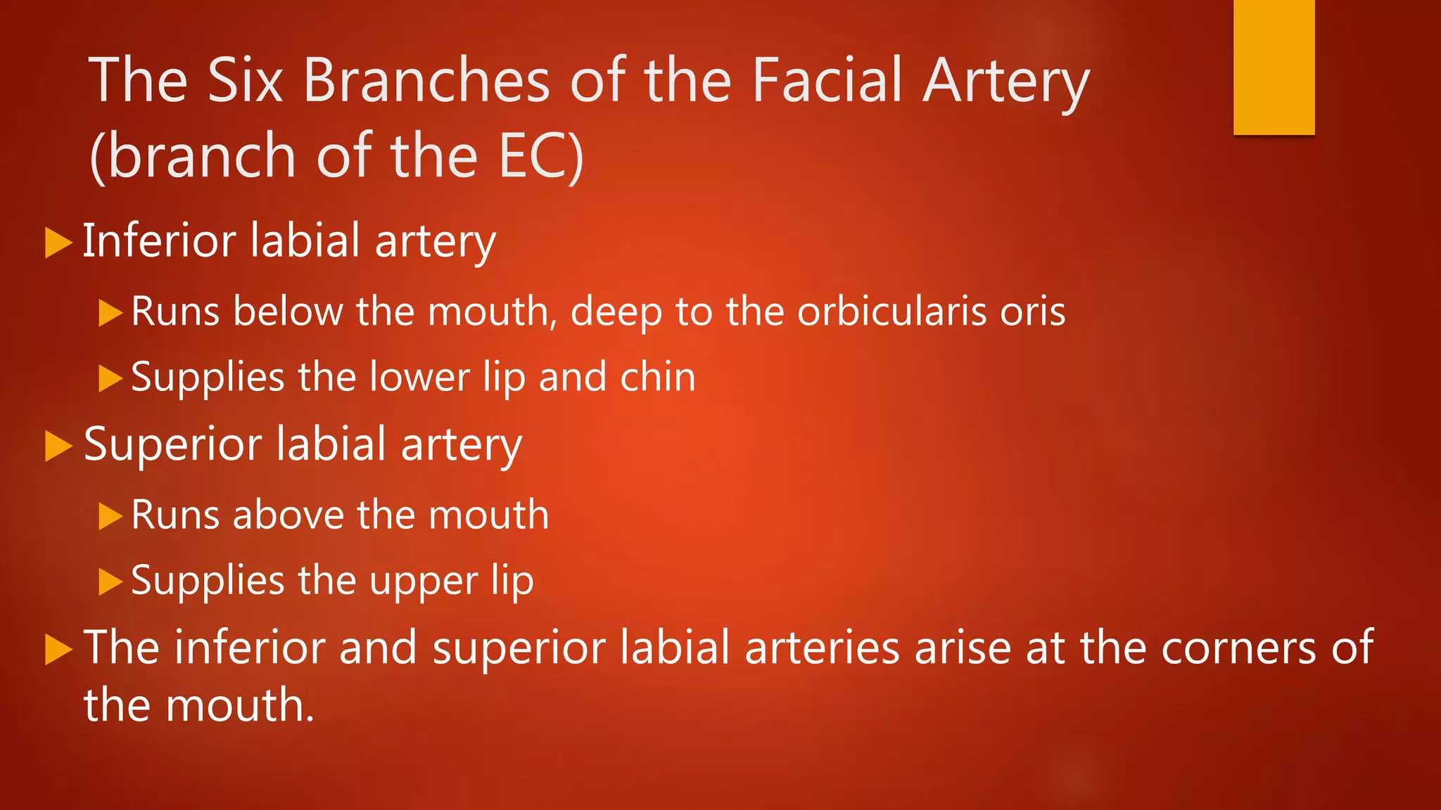 Arteries of the Head and Neck | PPTX