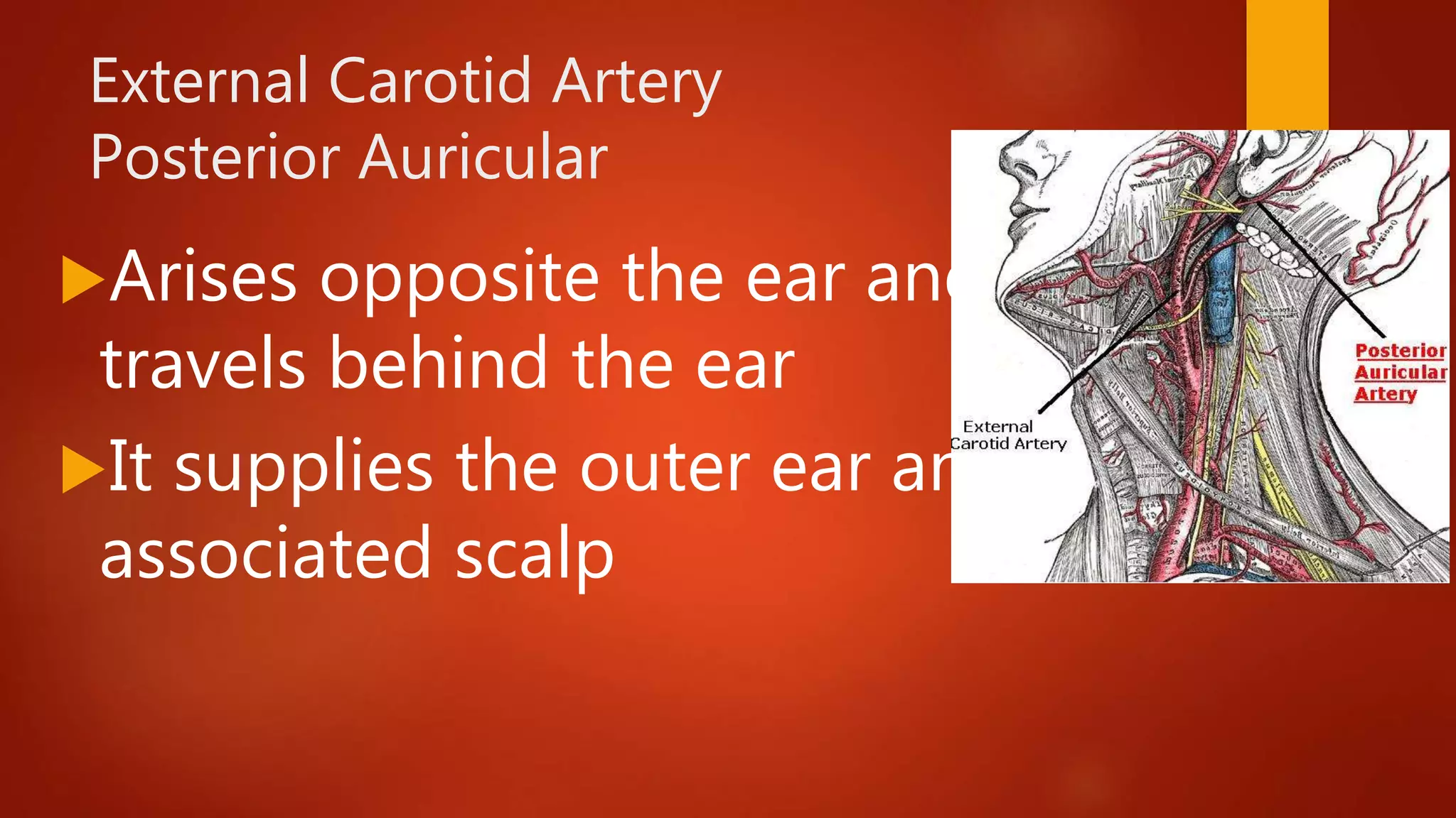 Arteries of the Head and Neck | PPTX