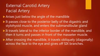 Arteries of the Head and Neck | PPTX