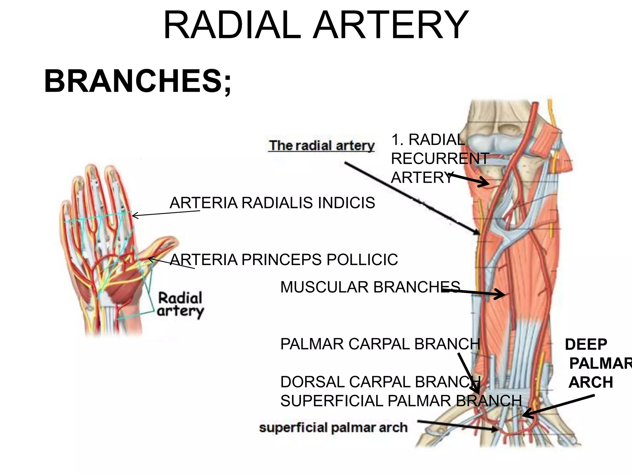 Arteries of the upper limb.ppt