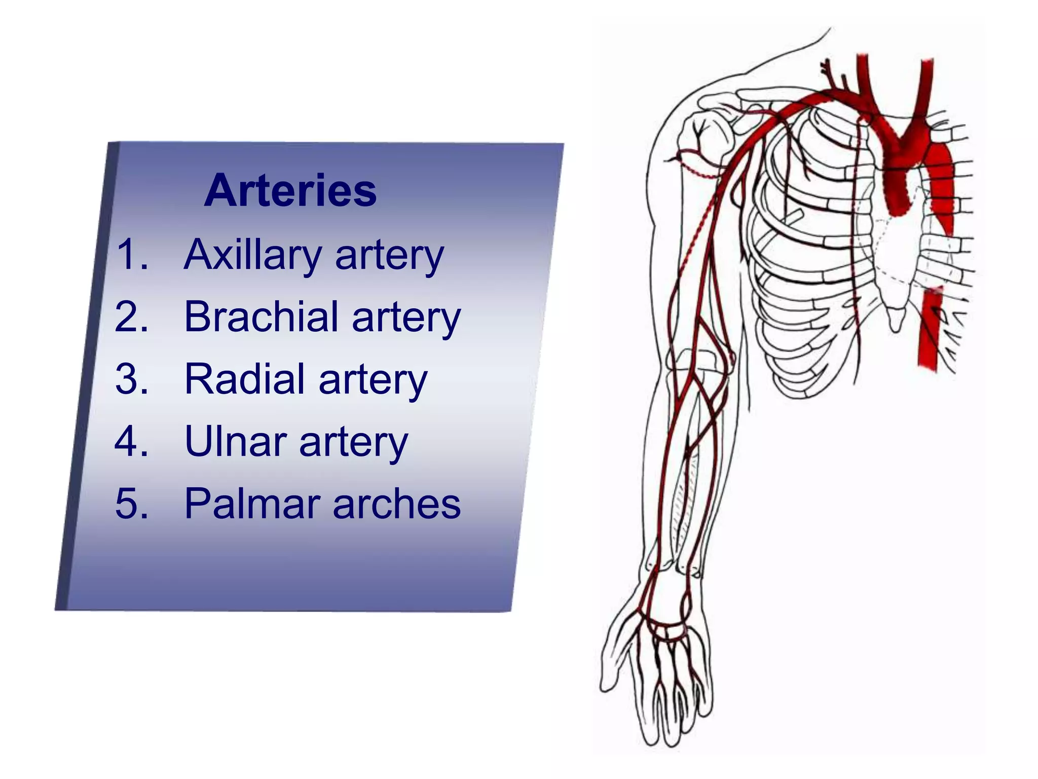 Arteries of the upper limb.ppt | Death, Injury, or Military Conflict ...
