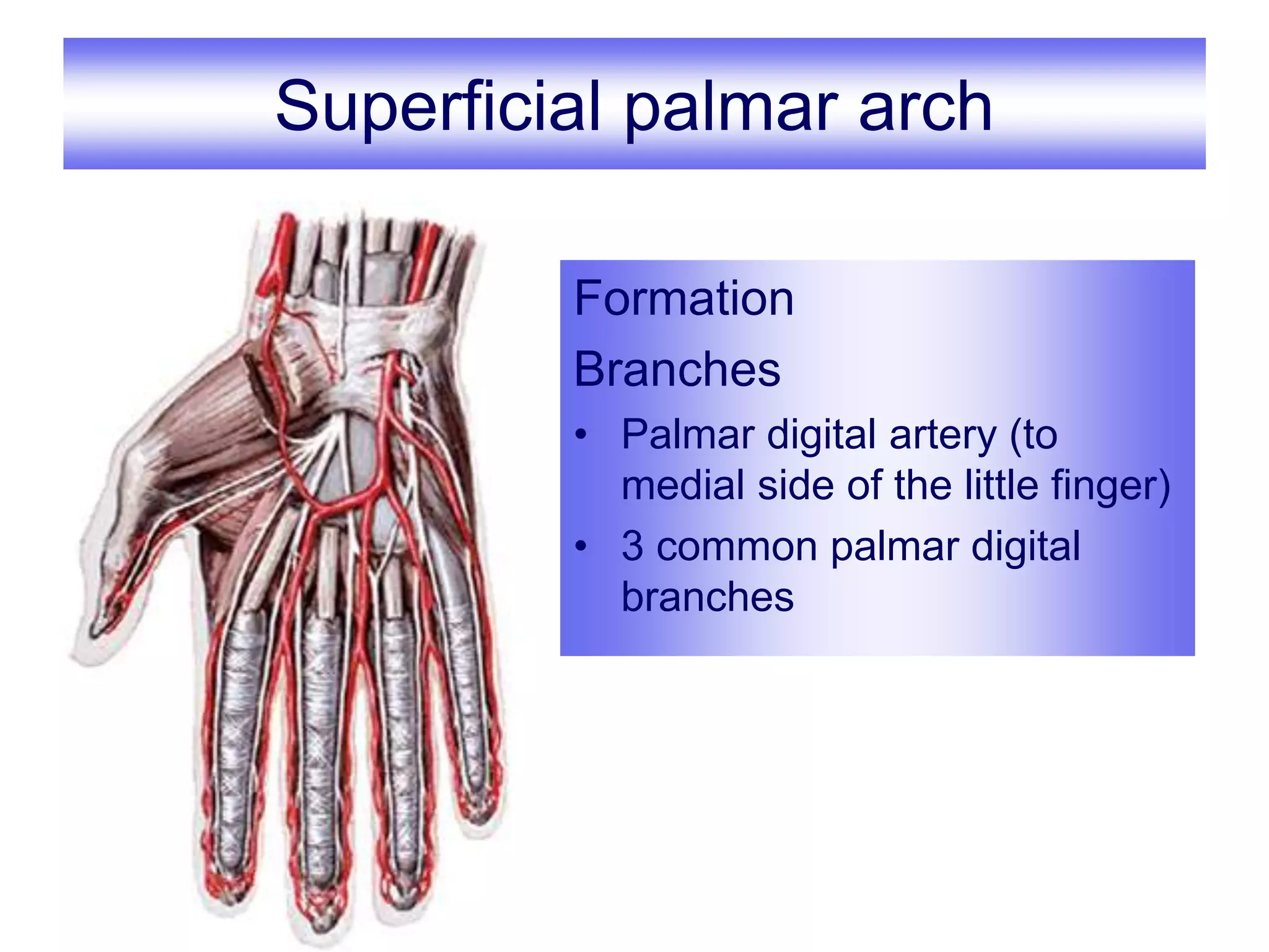 Arteries of the upper limb.ppt
