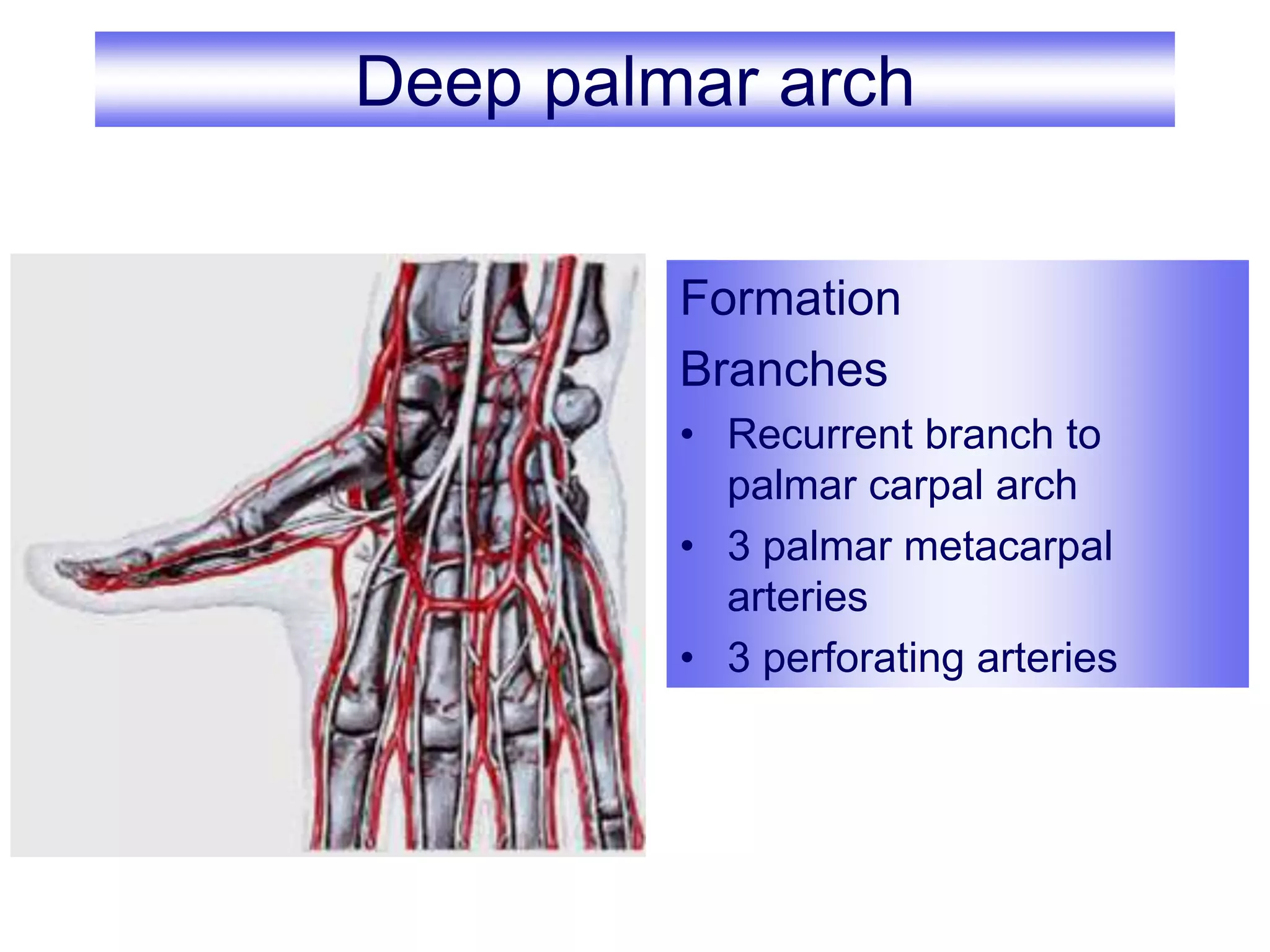 Arteries of the upper limb.ppt